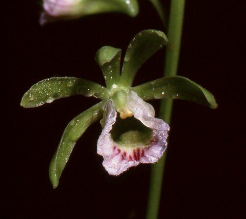 Hooded orchid (Galeandra bicarinata) Care Guide: Pests, Diseases ...