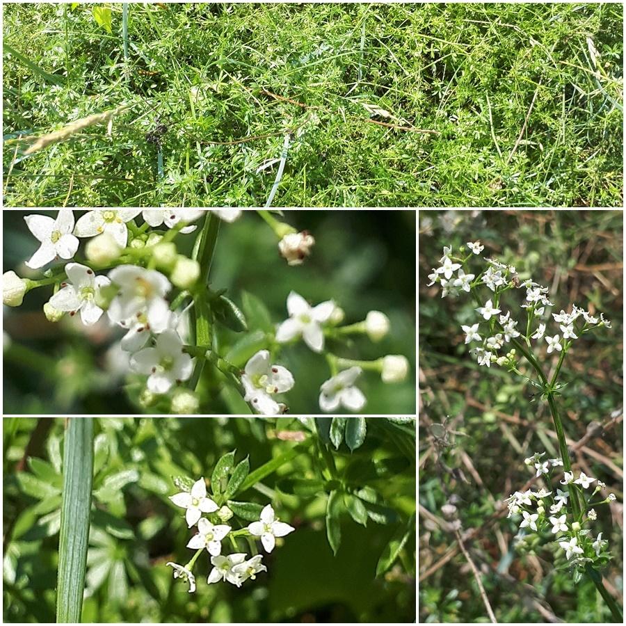 Wall bedstraw (Galium parisiense) Care Guide: Pests, Diseases, Watering ...
