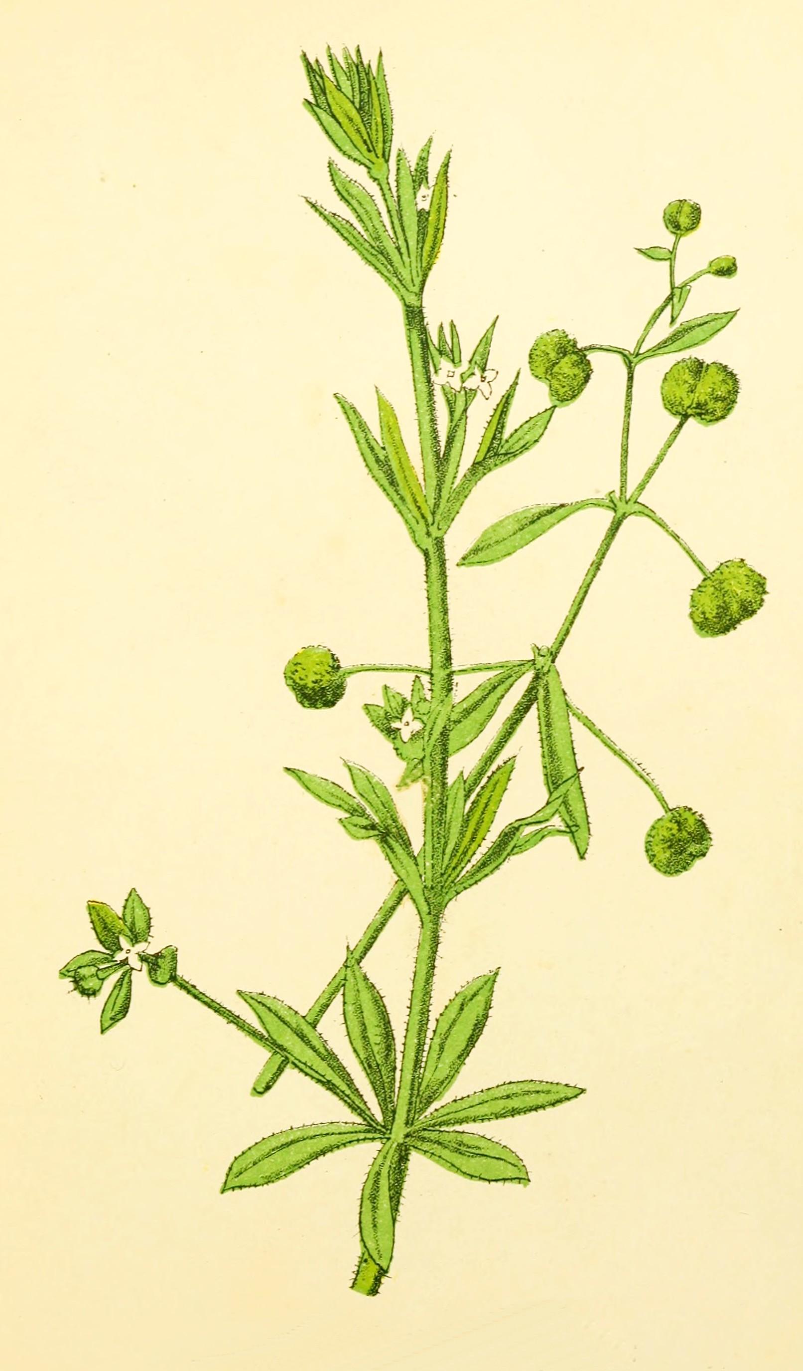 Bedstraws (Galium) (Galium) Care Guide: Pests, Diseases, Watering ...