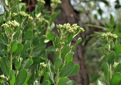 How to Propagate Garberia: Complete Propagation Guide | ForwardPlant
