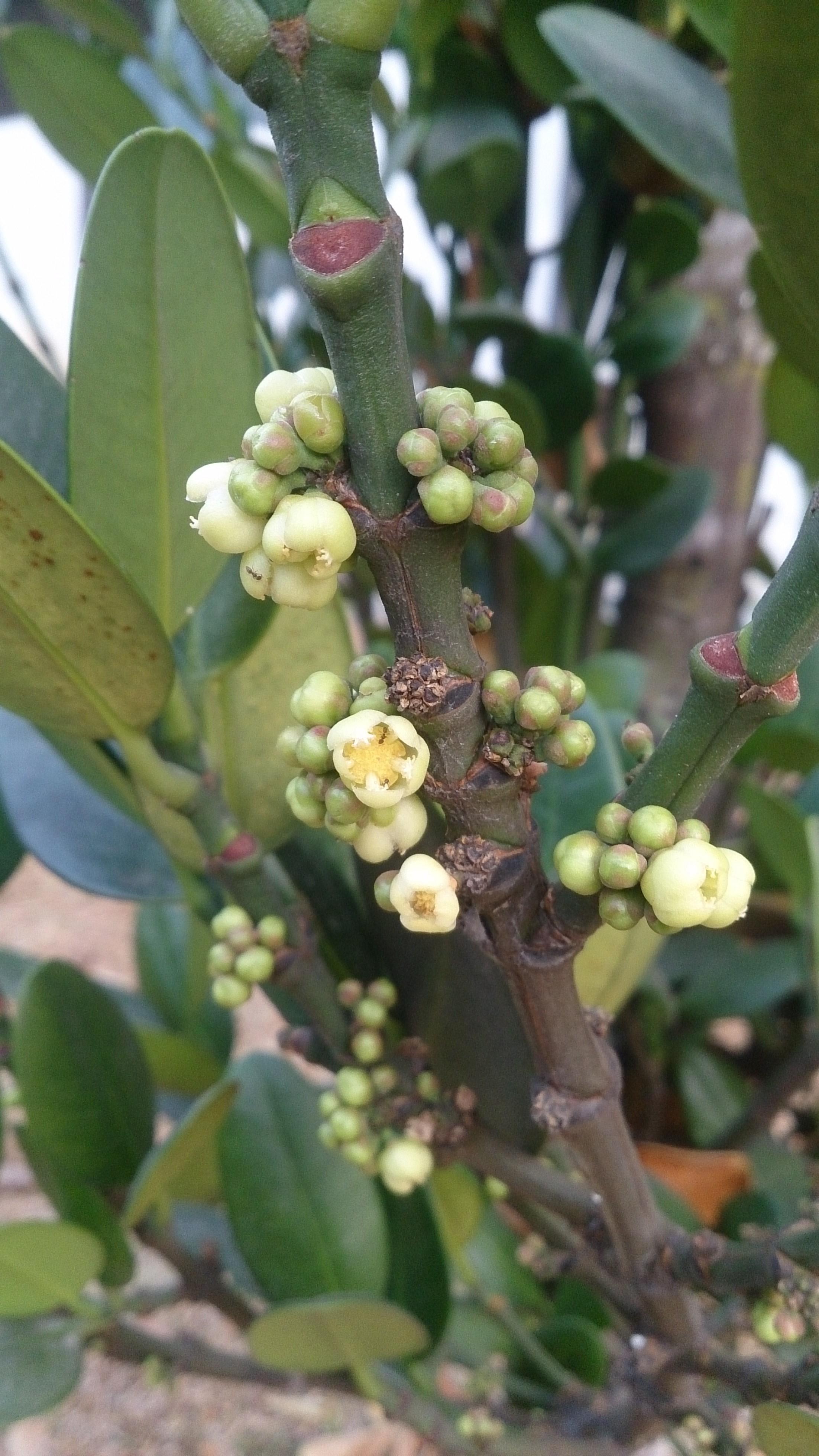 Common garcinia (Garcinia subelliptica) Care Guide: Pests, Diseases ...