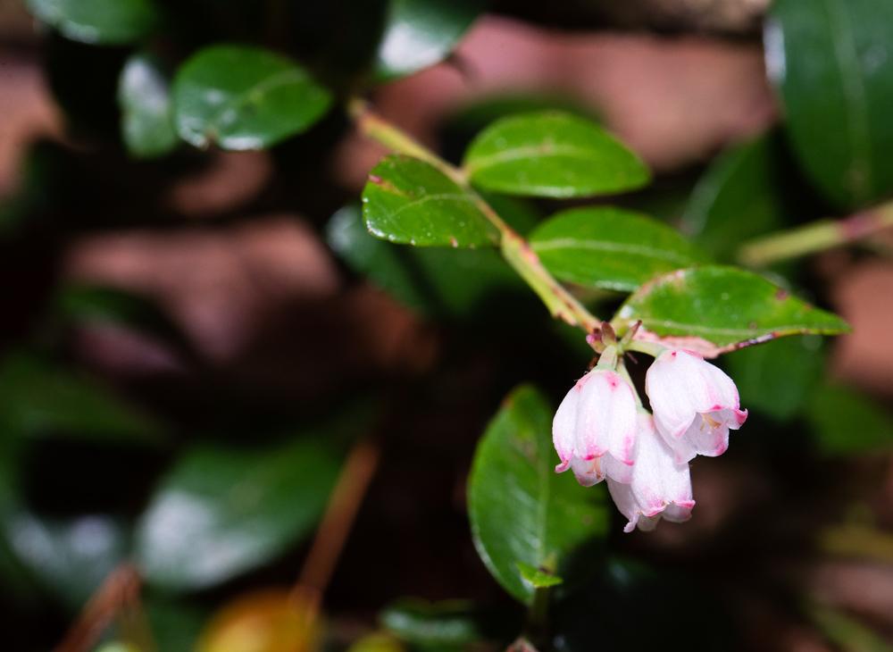 Box huckleberry (Gaylussacia brachycera) Care Guide: Pests, Diseases ...