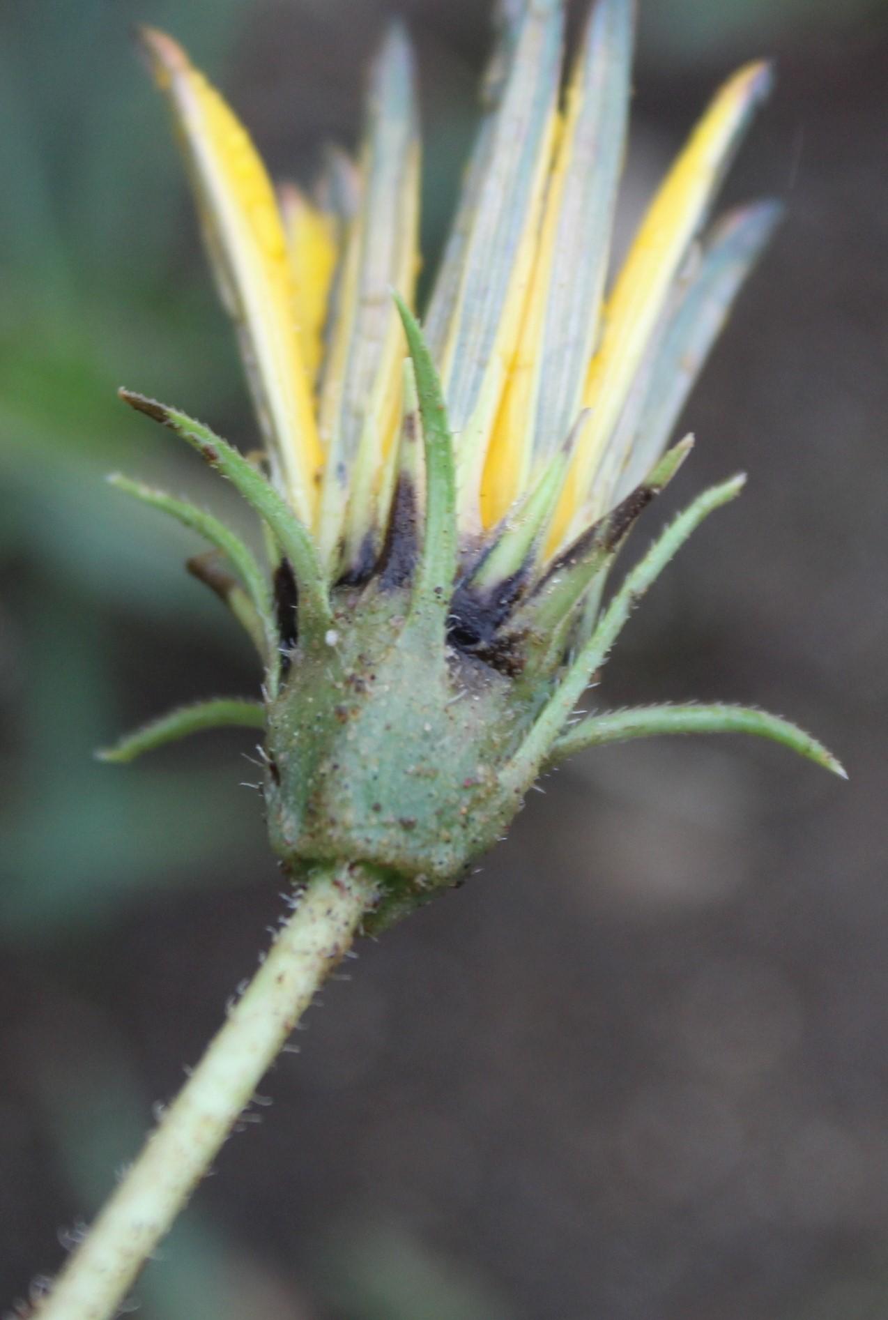 Treasure flower (Gazania linearis) Care Guide: Pests, Diseases ...