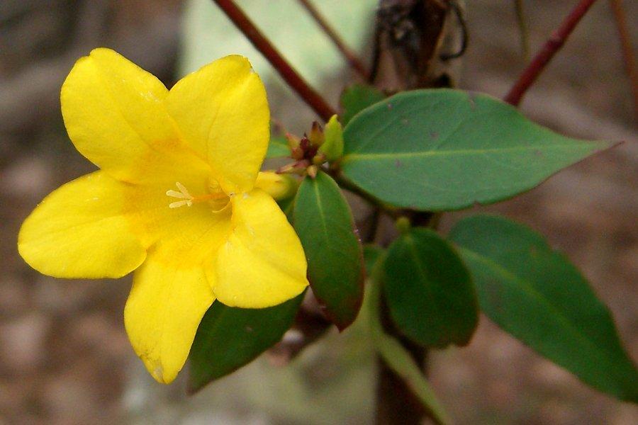 Rankin's trumpet flower (Gelsemium rankinii) Care Guide: Pests ...