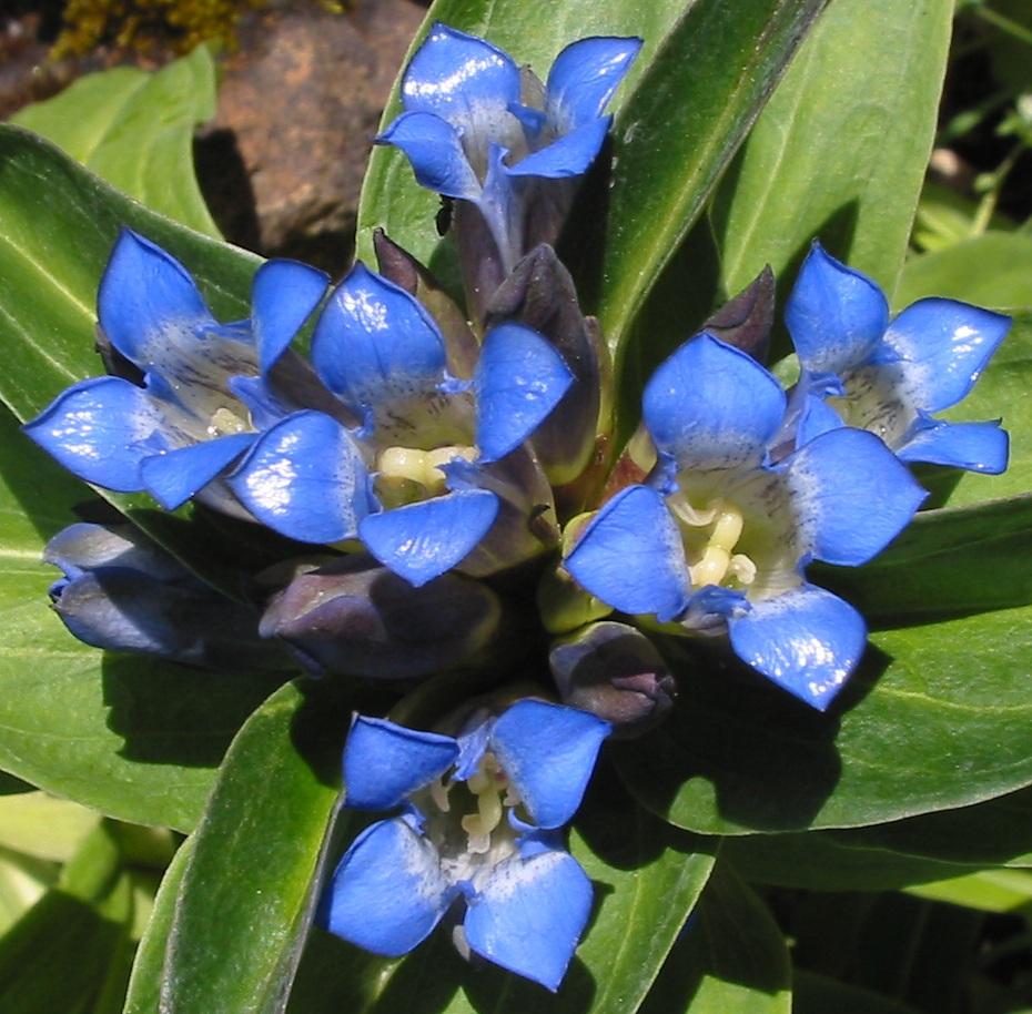 Star gentian (Gentiana cruciata) Care Guide: Pests, Diseases, Watering ...