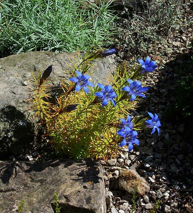 Gentian (Gentiana) (Gentiana) Care Guide: Pests, Diseases, Watering ...