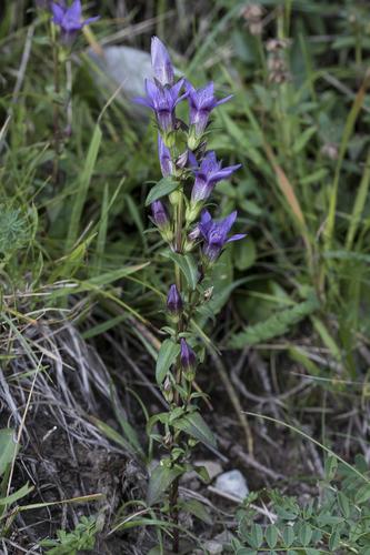 Scarce autumn felwort (Gentianella germanica) Care Guide: Pests ...