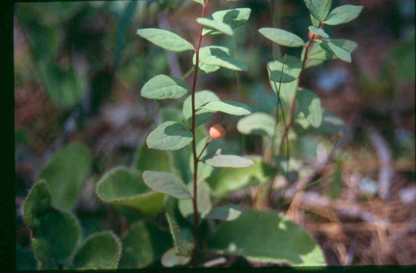 Northern comandra (Geocaulon lividum) Care Guide: Pests, Diseases ...