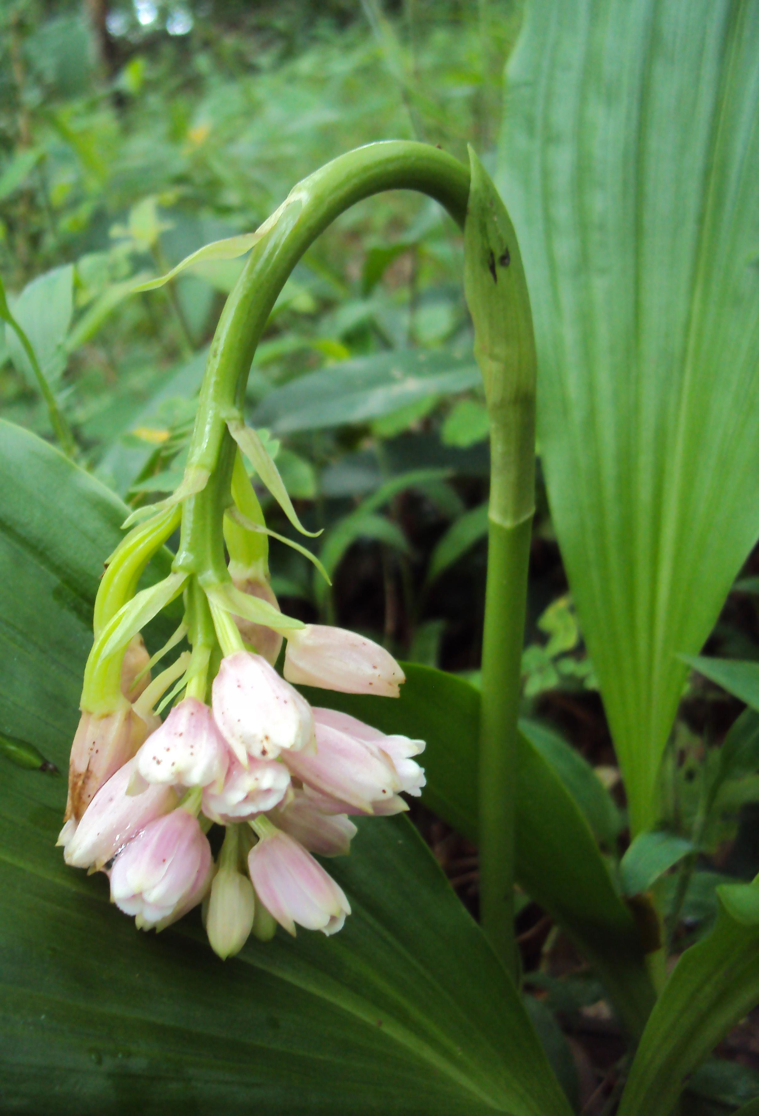 Walking-stick orchid (Geodorum densiflorum) Care Guide: Pests, Diseases ...