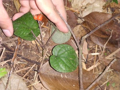 Corrida yerba de guava (Geophila repens) Care Guide: Pests, Diseases ...