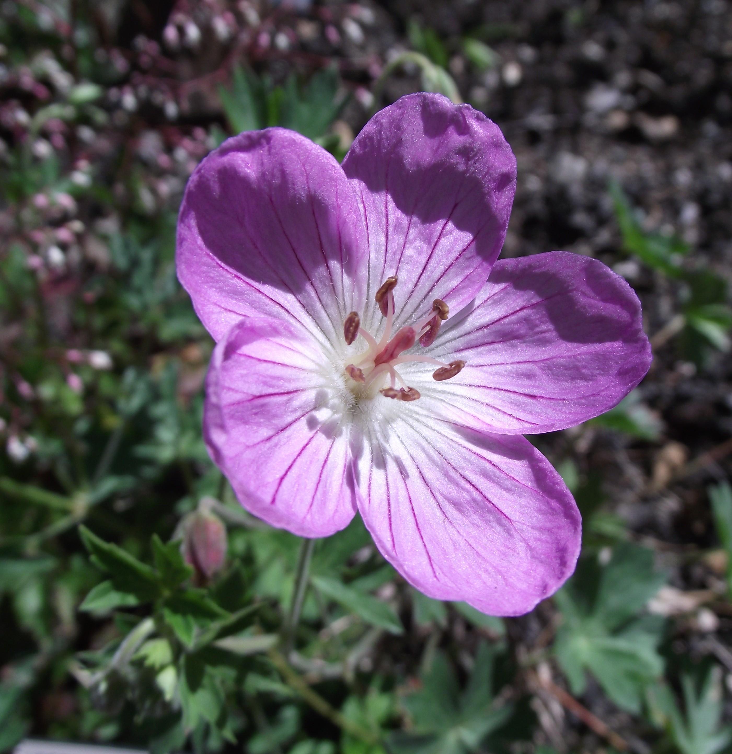 California cranesbill (Geranium californicum) Care Guide: Pests ...