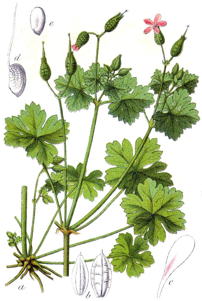 Shining cranesbill (Geranium lucidum) Care Guide: Pests, Diseases ...