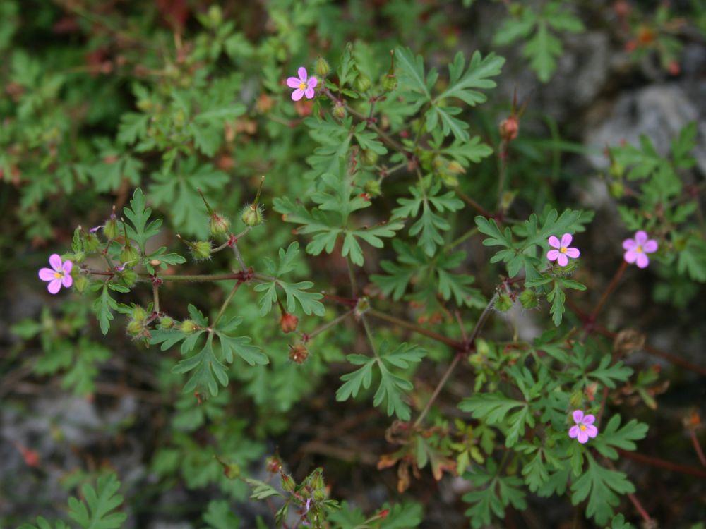 Little robin (Geranium purpureum) Care Guide: Pests, Diseases, Watering ...