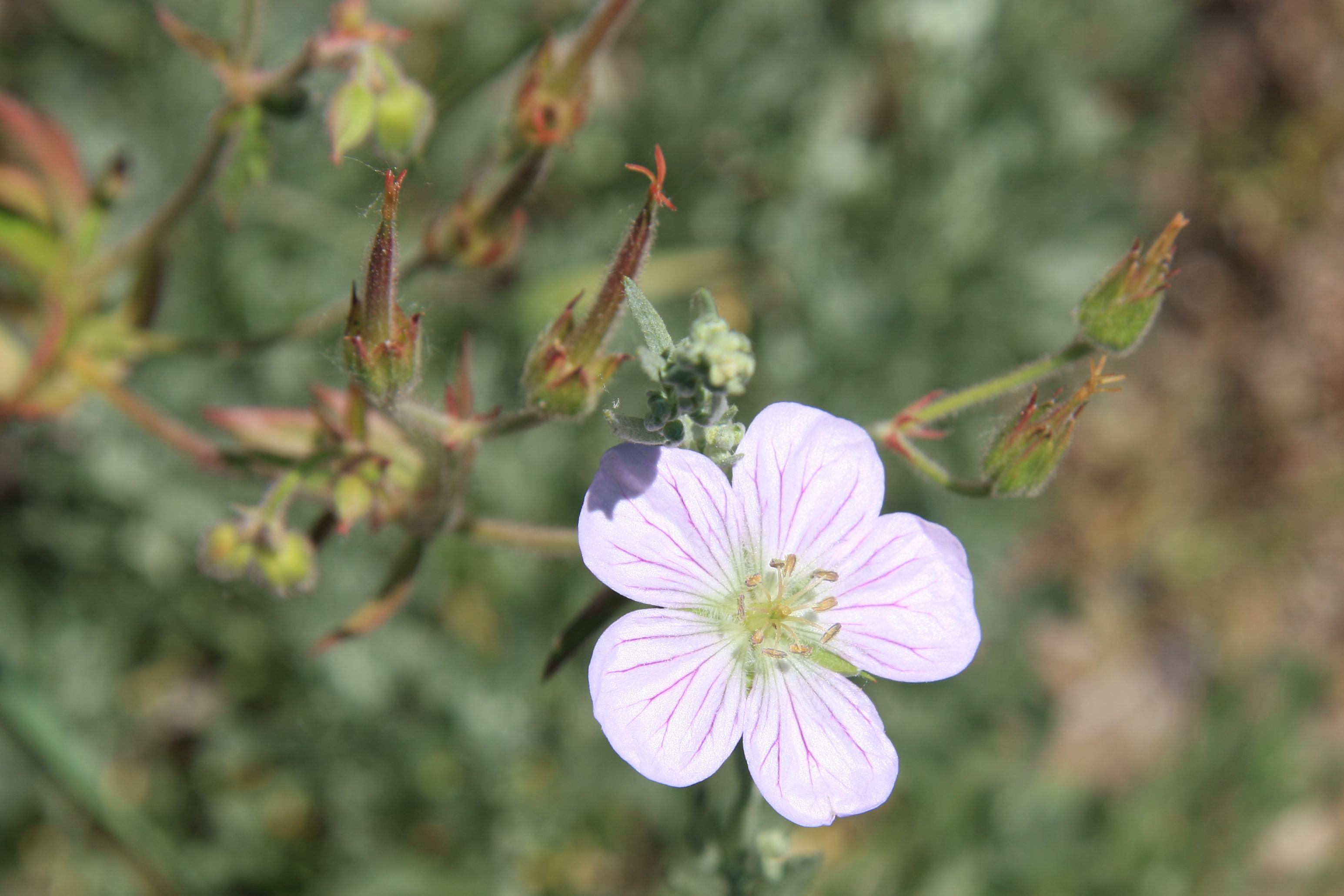 Richardson's Geranium (Geranium richardsonii) Care Guide: Pests ...