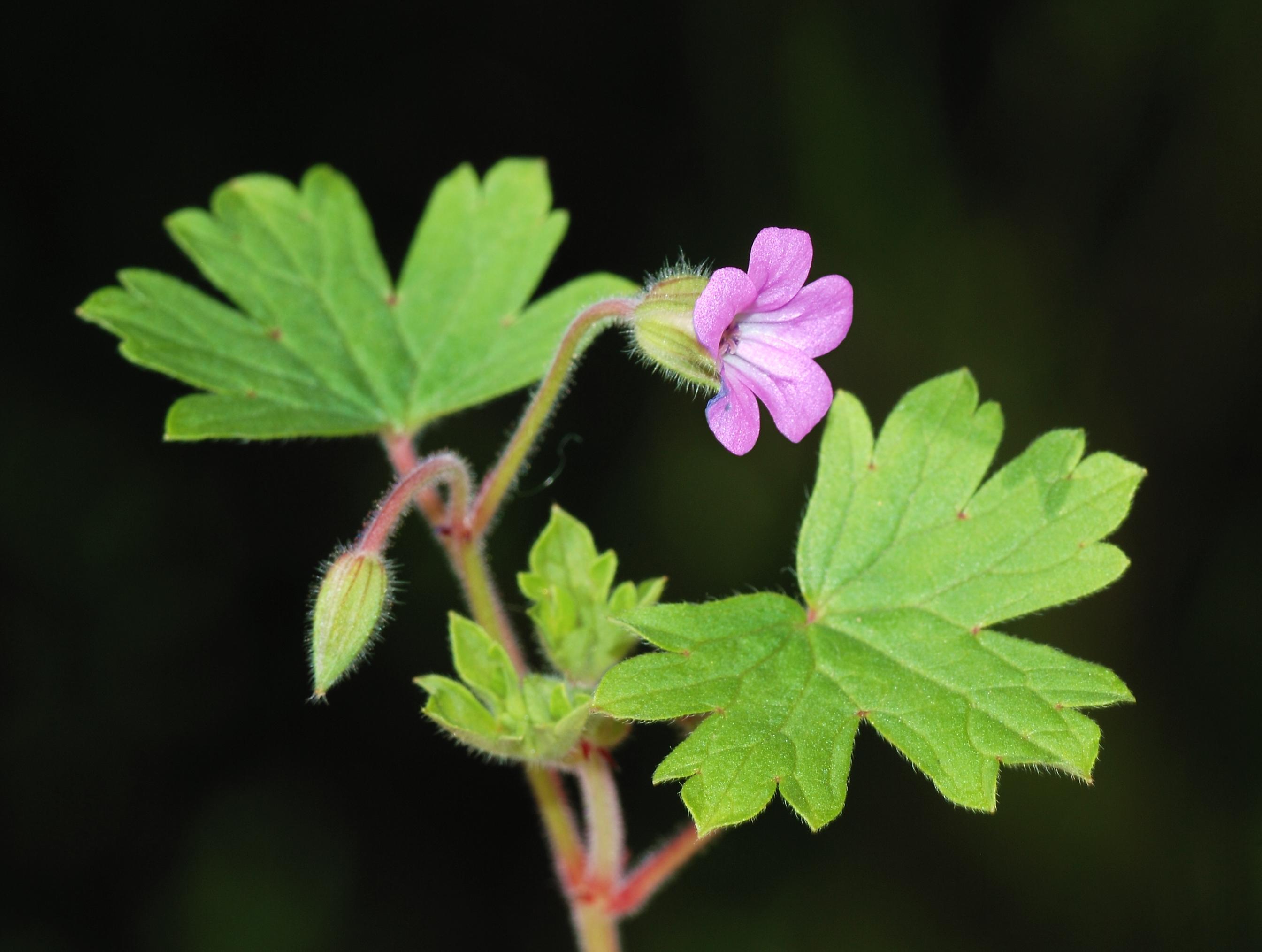 Roundleaf geranium (Geranium rotundifolium) Care Guide: Pests, Diseases ...