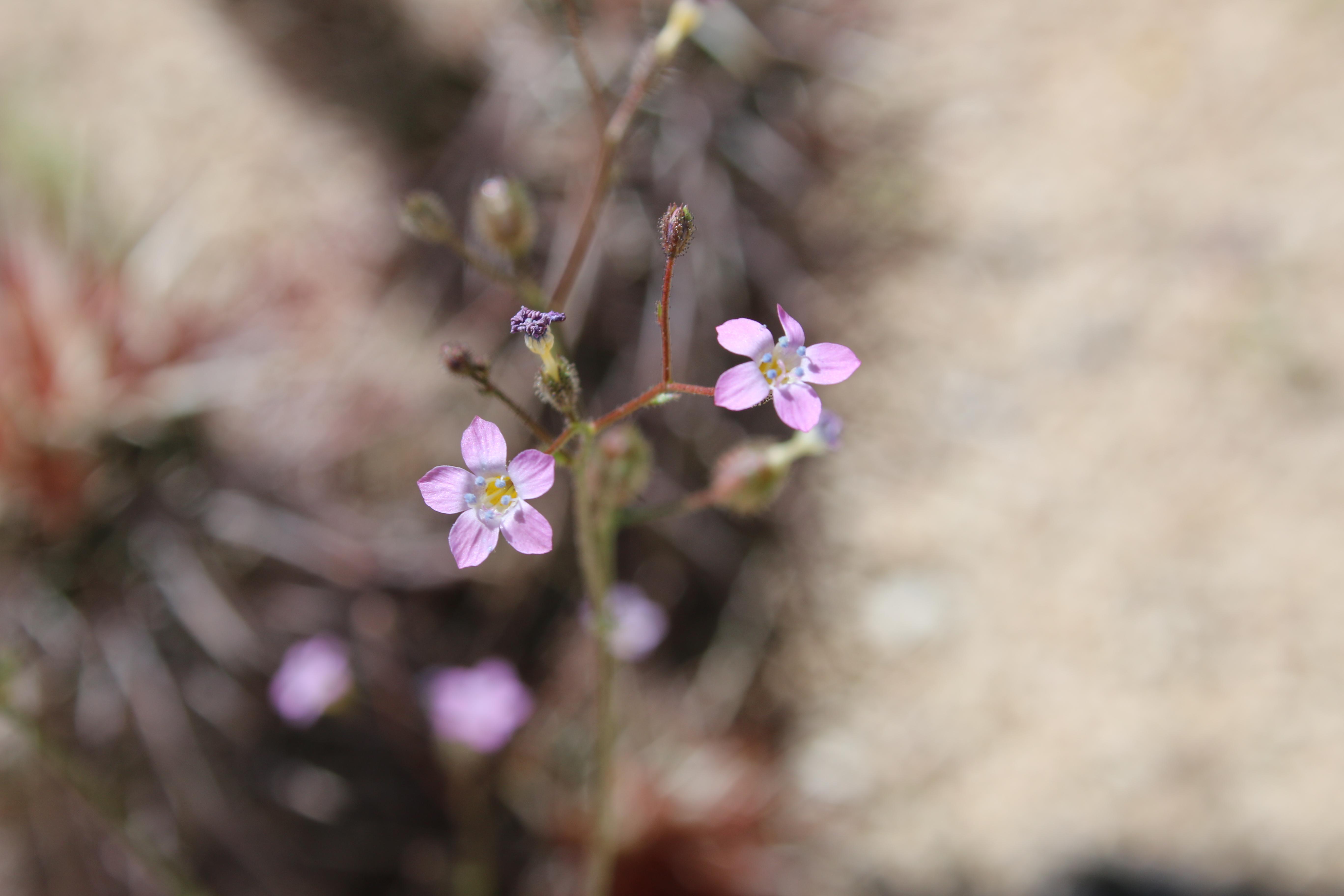 Nevada gilia (Gilia brecciarum) Care Guide: Pests, Diseases, Watering ...