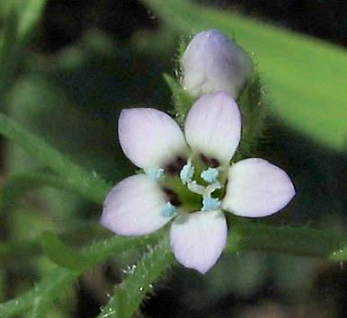 Purplespot gilia (Gilia clivorum) Care Guide: Pests, Diseases, Watering ...