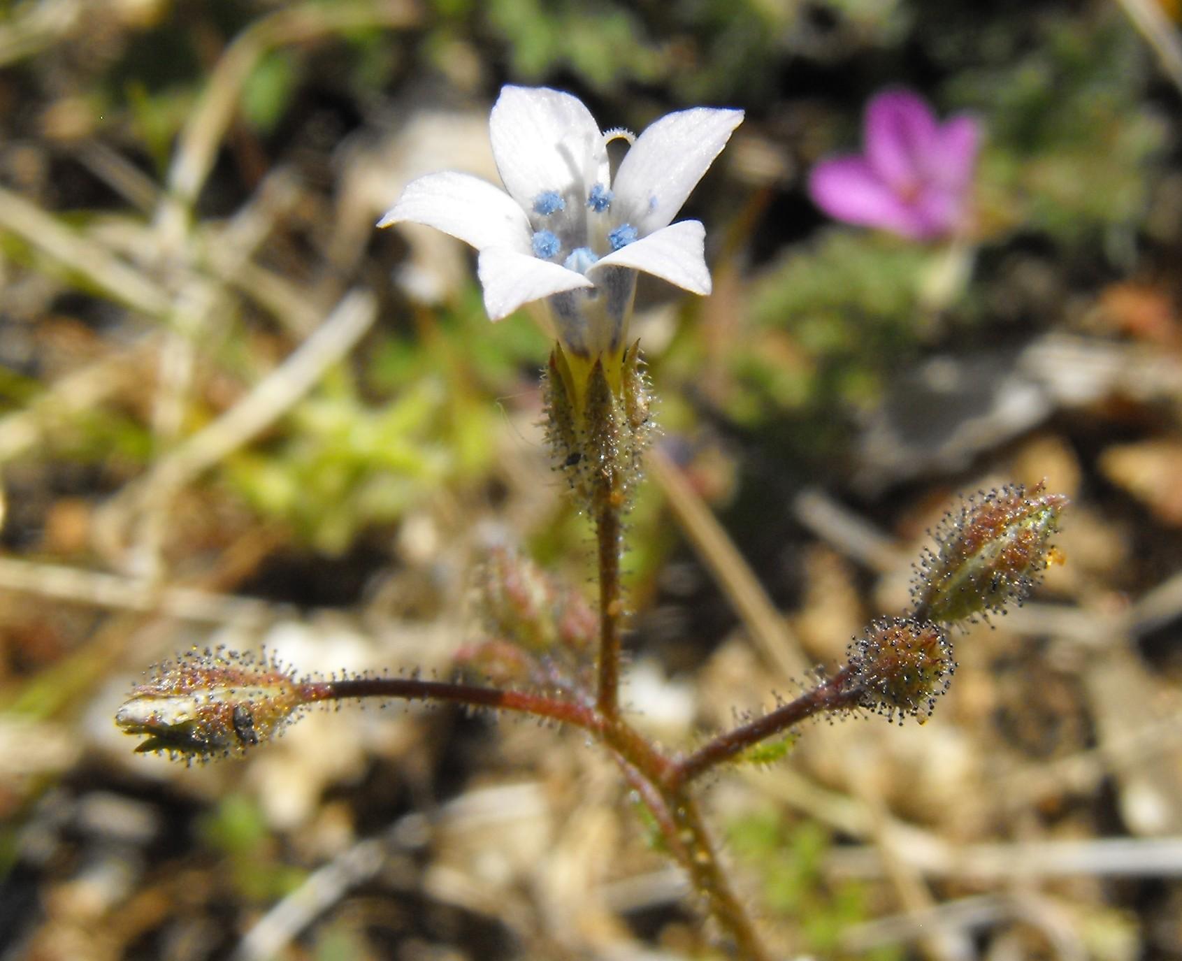 Star gilia (Gilia stellata) Care Guide: Pests, Diseases, Watering ...