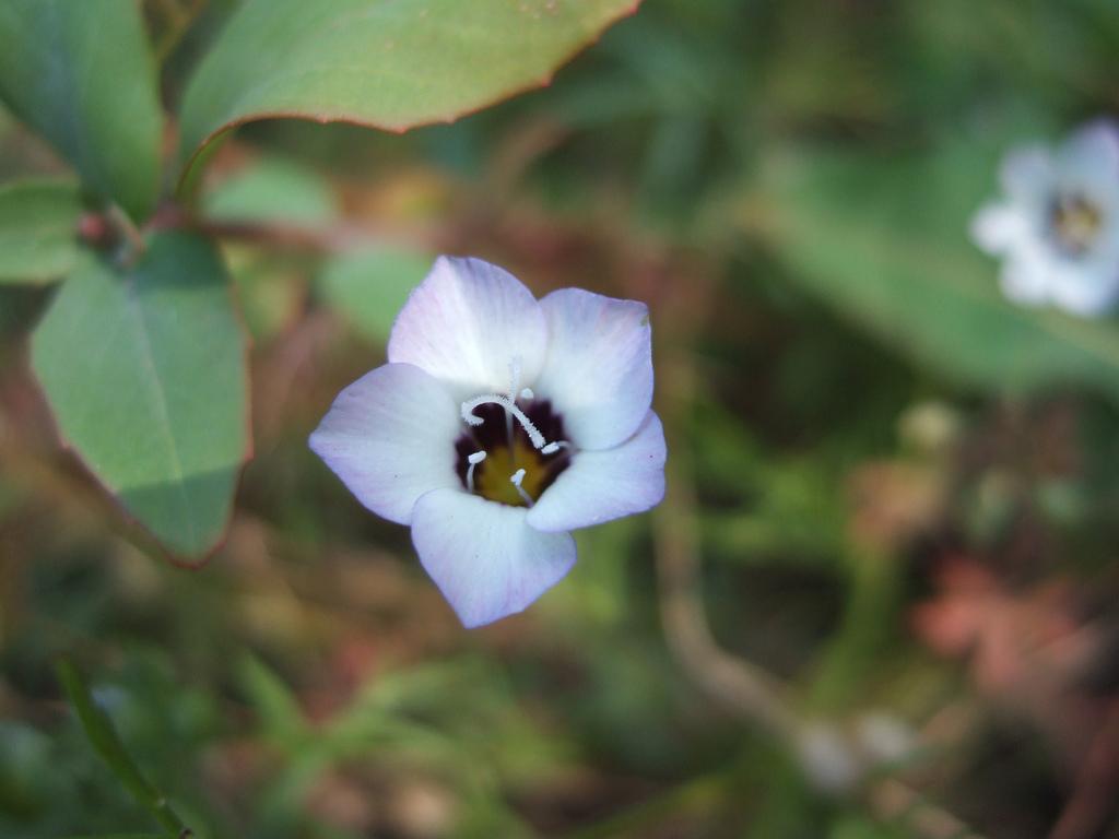 Bird's-eye Gilia (Gilia tricolor) Care Guide: Pests, Diseases, Watering ...