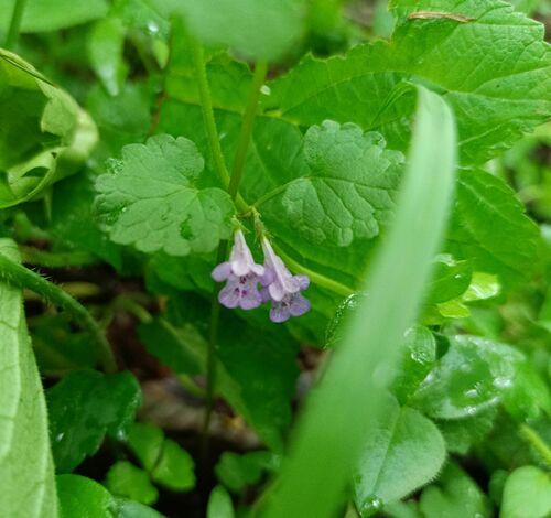 Glechoma longituba (Glechoma longituba) Care Guide: Pests, Diseases ...