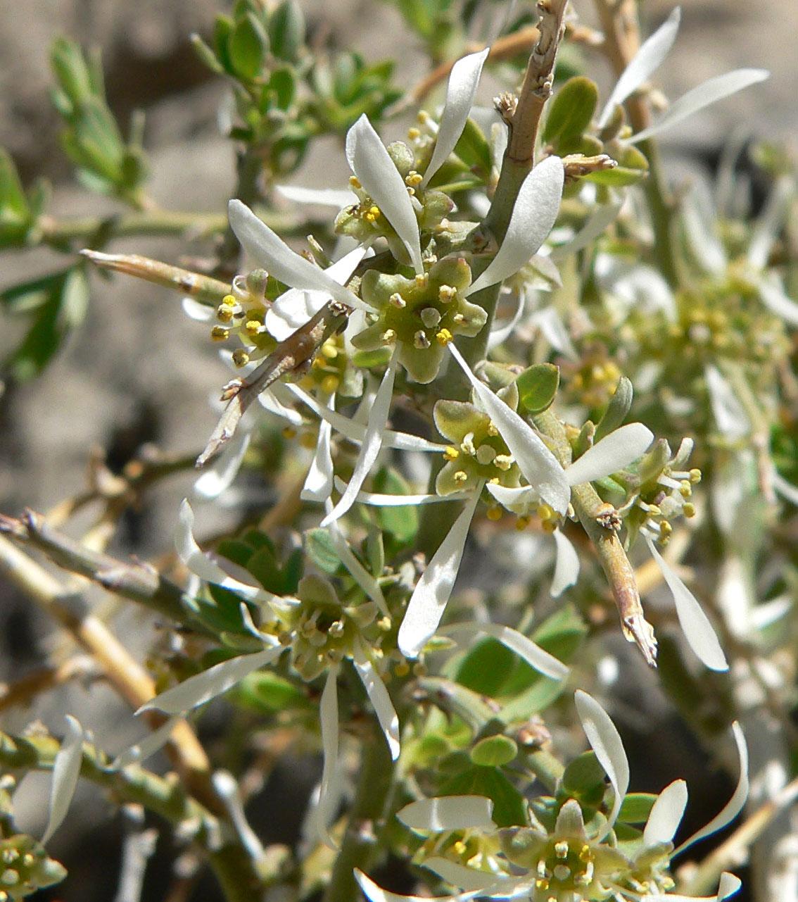 Spiny greasebush (Glossopetalon spinescens) Care Guide: Pests, Diseases ...