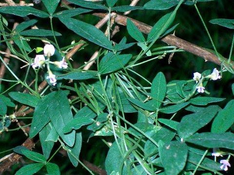 Variable glycine (Glycine tabacina) Care Guide: Pests, Diseases ...