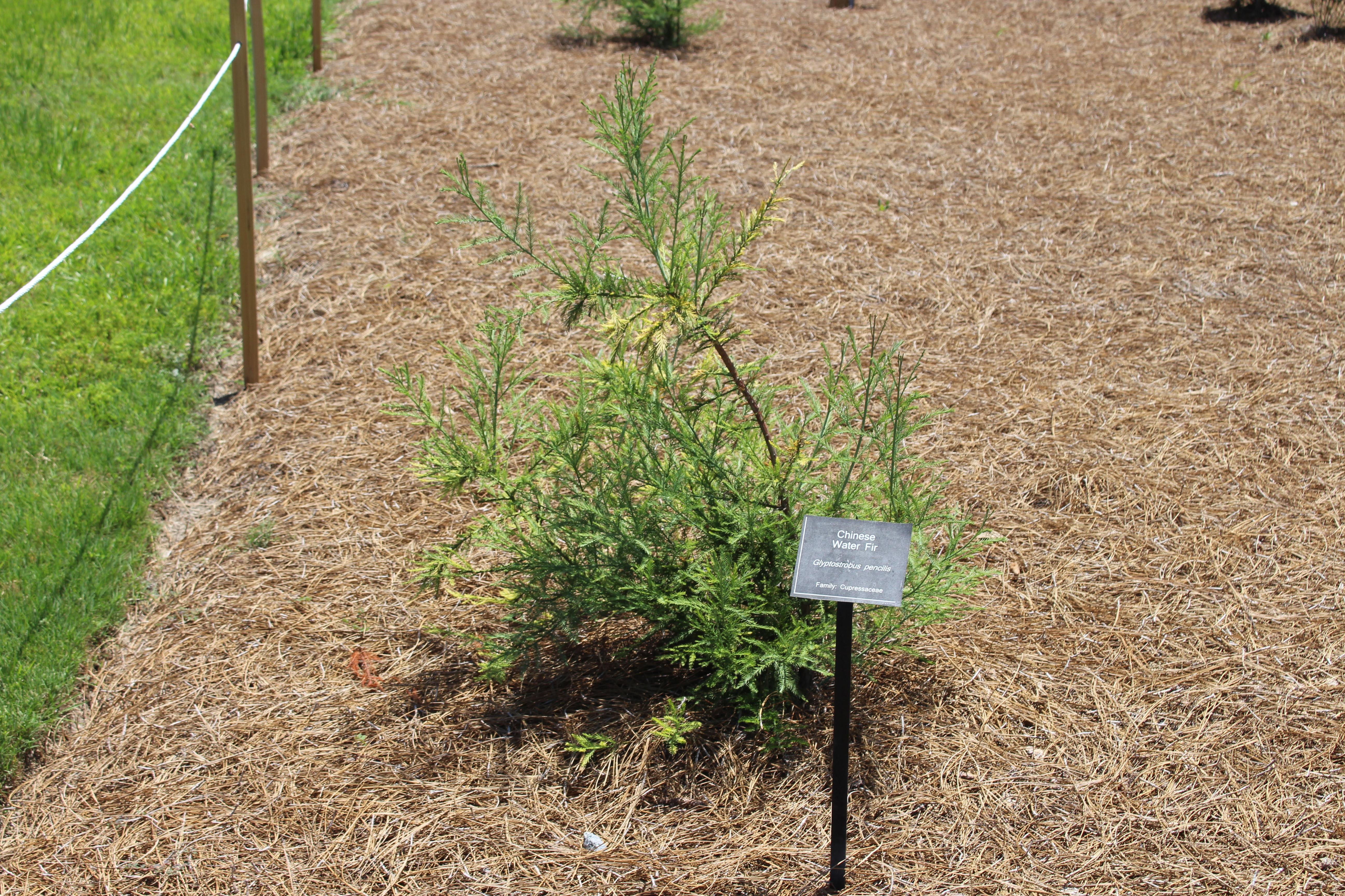 Chinese water fir (Glyptostrobus pensilis) Care Guide: Pests, Diseases ...