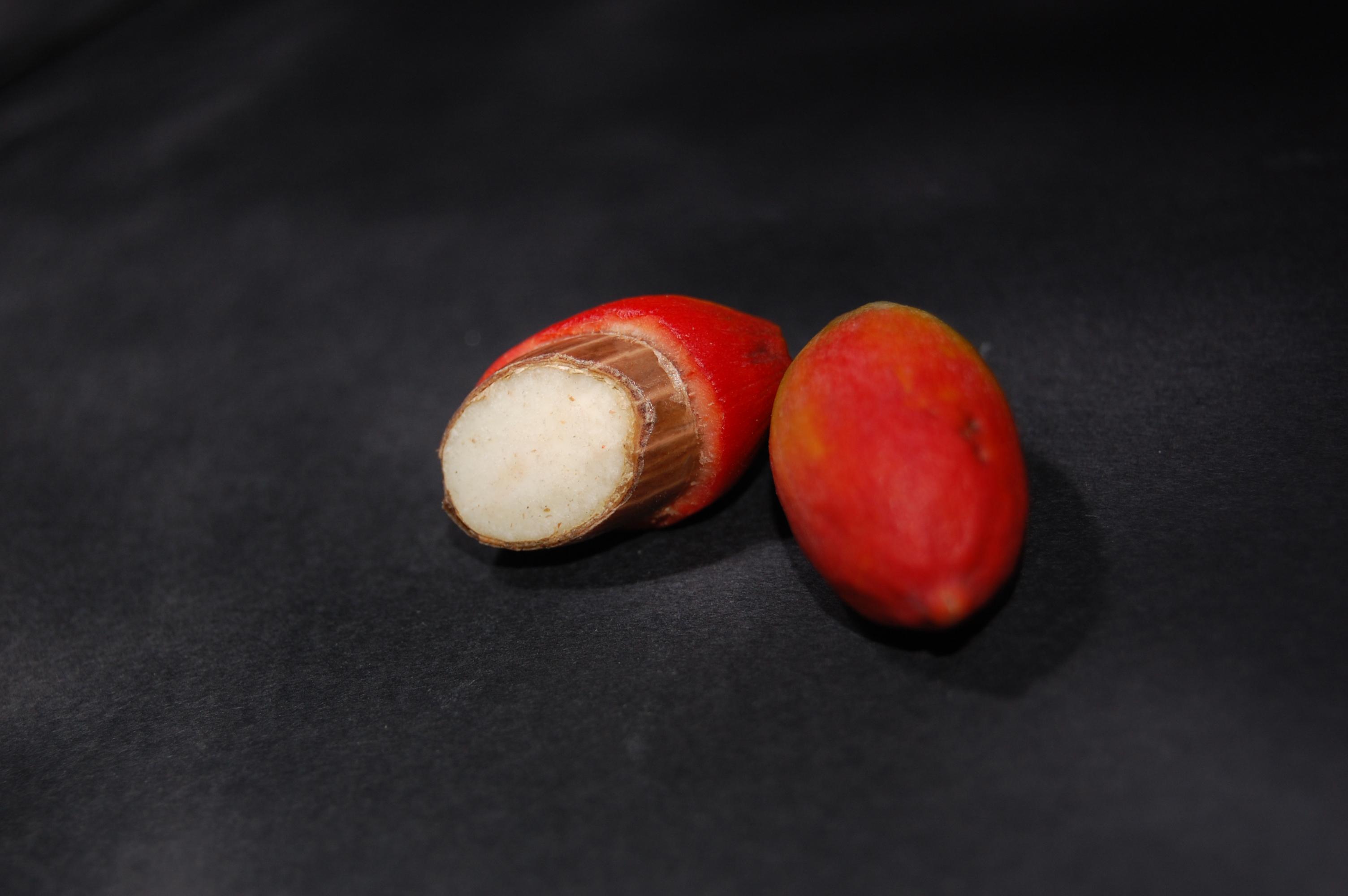 Gnemon (Gnetum gnemon) Care Guide: Pests, Diseases, Watering ...