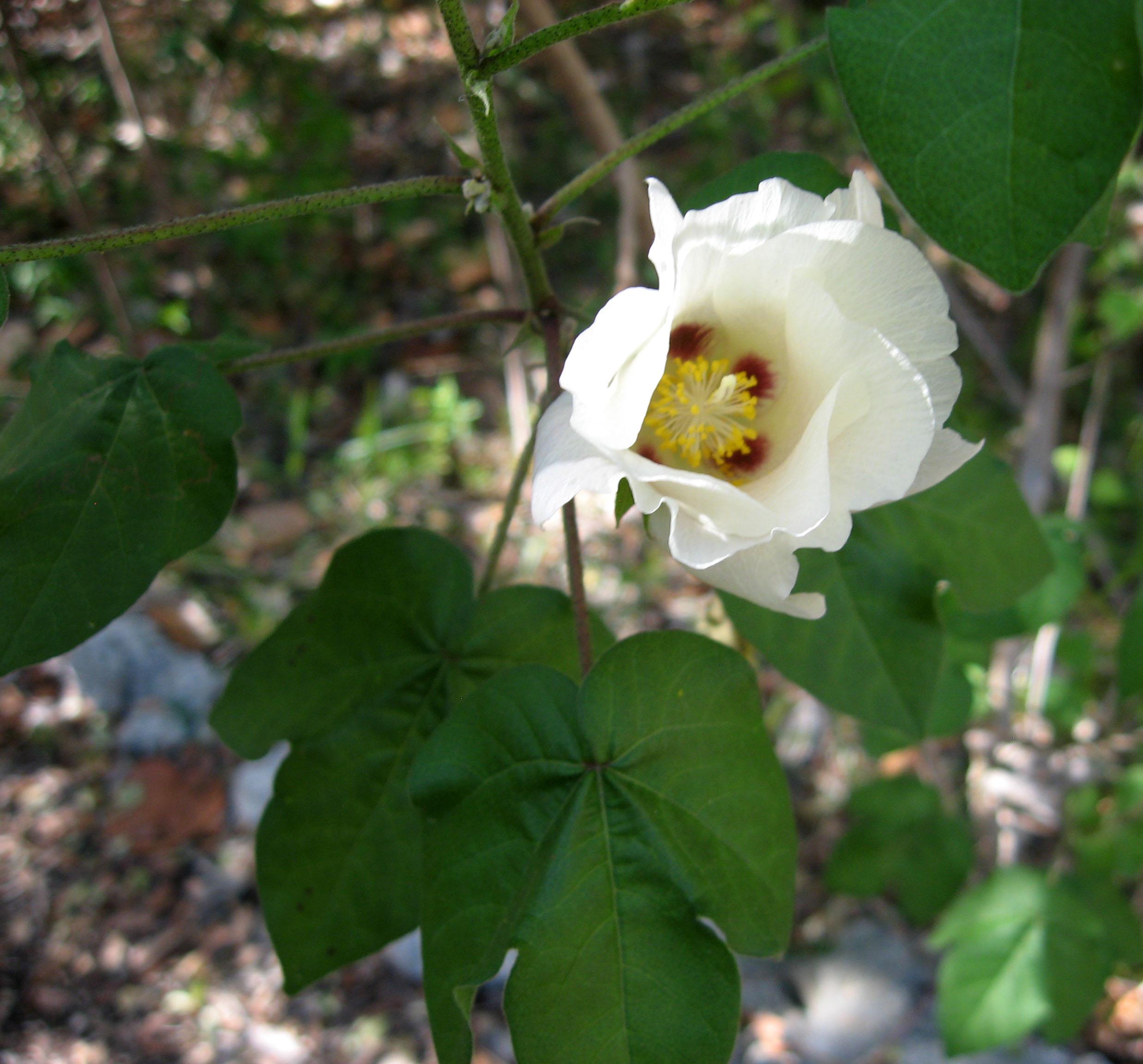 Upland Cotton (Gossypium hirsutum) Care Guide: Pests, Diseases ...
