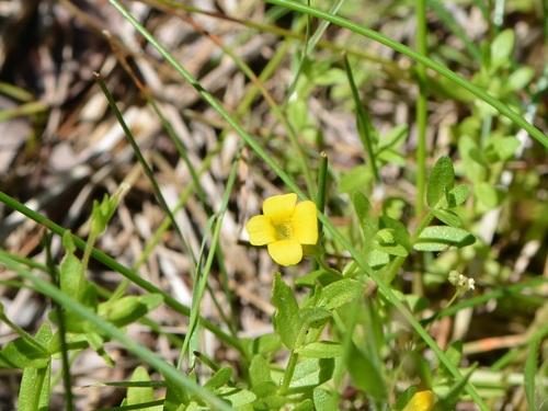 Golden hedge-hyssop (Gratiola aurea) Care Guide: Pests, Diseases ...