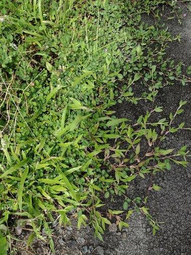 Grona triflora (Grona triflora) Care Guide: Pests, Diseases, Watering ...