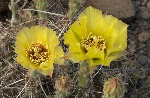 Big bend pricklypear (Grusonia aggeria) Care Guide: Pests, Diseases ...