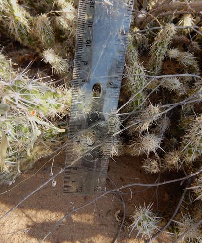 Club cholla (Grusonia clavata) Care Guide: Pests, Diseases, Watering ...