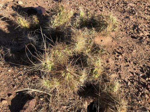 Devil cholla (Grusonia emoryi) Care Guide: Pests, Diseases, Watering ...