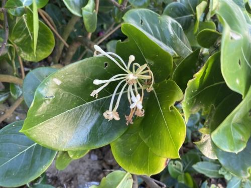 Sea randa (Guettarda speciosa) Care Guide: Pests, Diseases, Watering ...