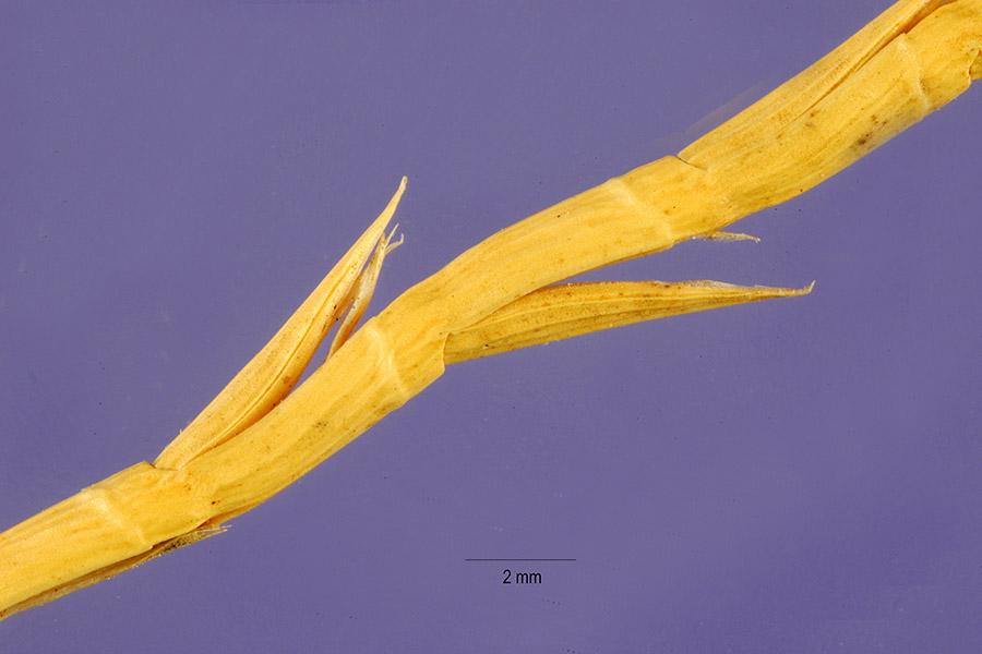 Barb grass (Hainardia cylindrica) Care Guide: Pests, Diseases, Watering ...