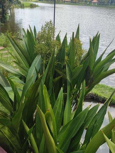 Hanguana malayana (Hanguana malayana) Care Guide: Pests, Diseases ...