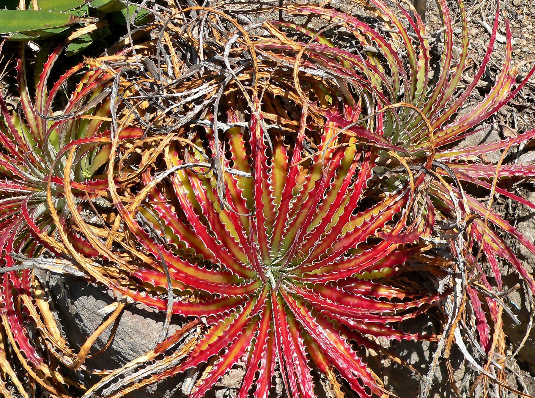 Texas false agave (Hechtia texensis) Care Guide: Pests, Diseases ...