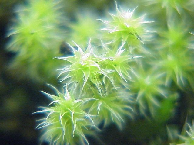 Ciliate hedwigia moss (Hedwigia ciliata) Care Guide: Pests, Diseases ...
