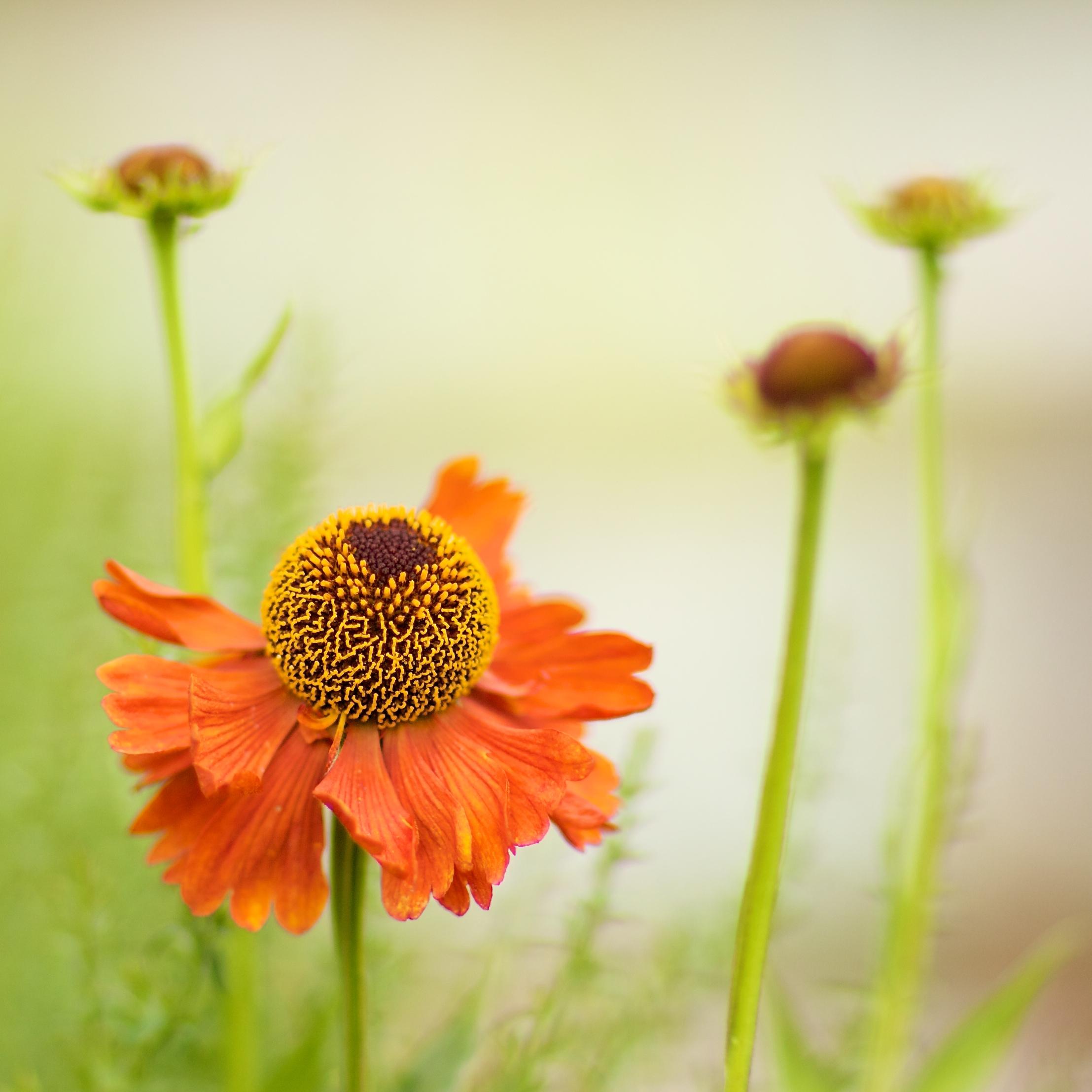 Sneezeweeds (Helenium) (Helenium) Care Guide: Pests, Diseases, Watering ...