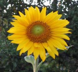 Smith's sunflower (Helianthus smithii) Care Guide: Pests, Diseases ...