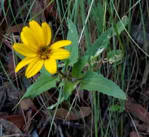 Mountain oxeye (Heliopsis parvifolia) Care Guide: Pests, Diseases ...