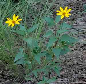 Mountain oxeye (Heliopsis parvifolia) Care Guide: Pests, Diseases ...