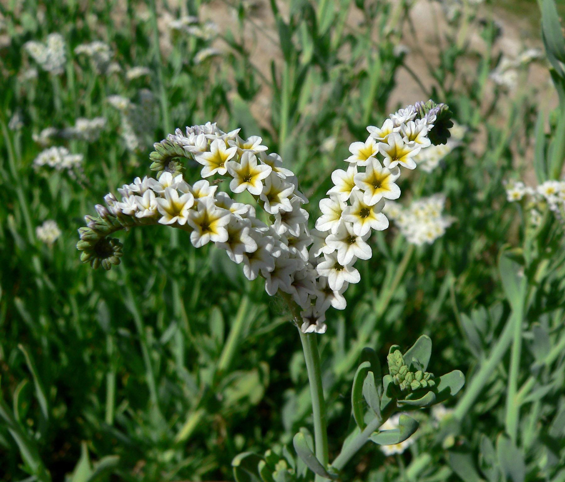 Salt heliotrope (Heliotropium curassavicum) Care Guide: Pests, Diseases ...