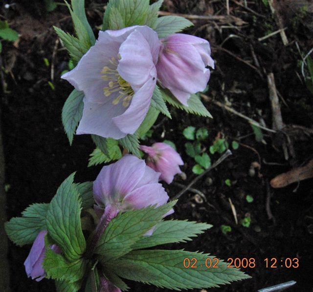 Hellebores (Helleborus) (Helleborus) Care Guide: Pests, Diseases ...