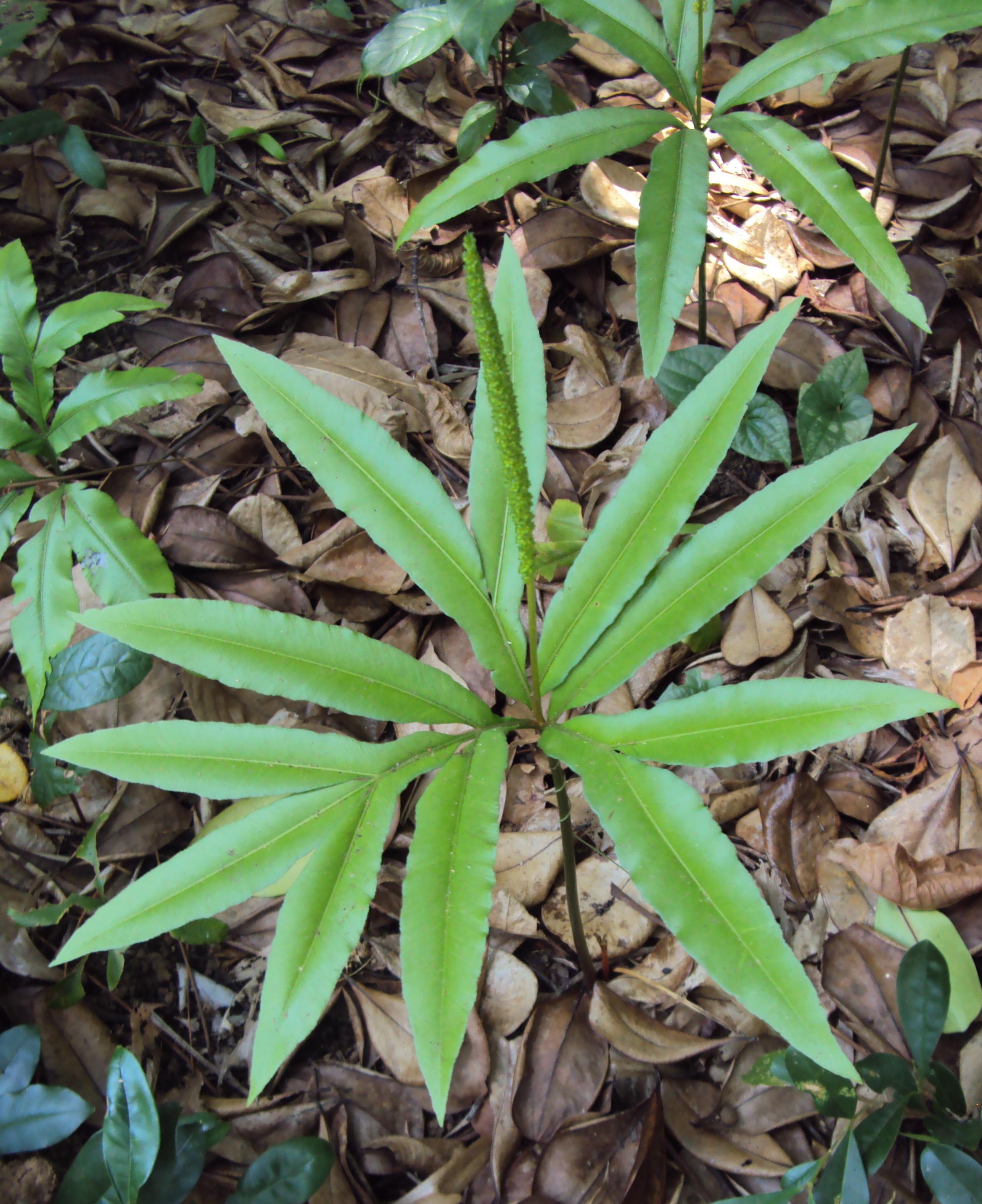 Indian flowering fern (Helminthostachys zeylanica) Care Guide: Pests ...