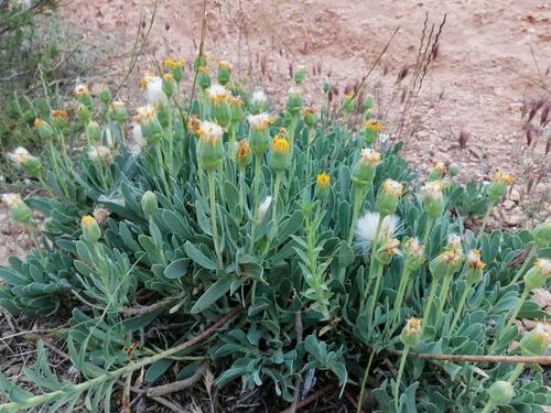Hertia cheirifolia (Hertia cheirifolia) Care Guide: Pests, Diseases ...