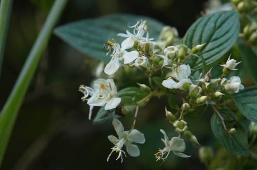 Pearlflower (Heterocentron subtriplinervium) Care Guide: Pests ...