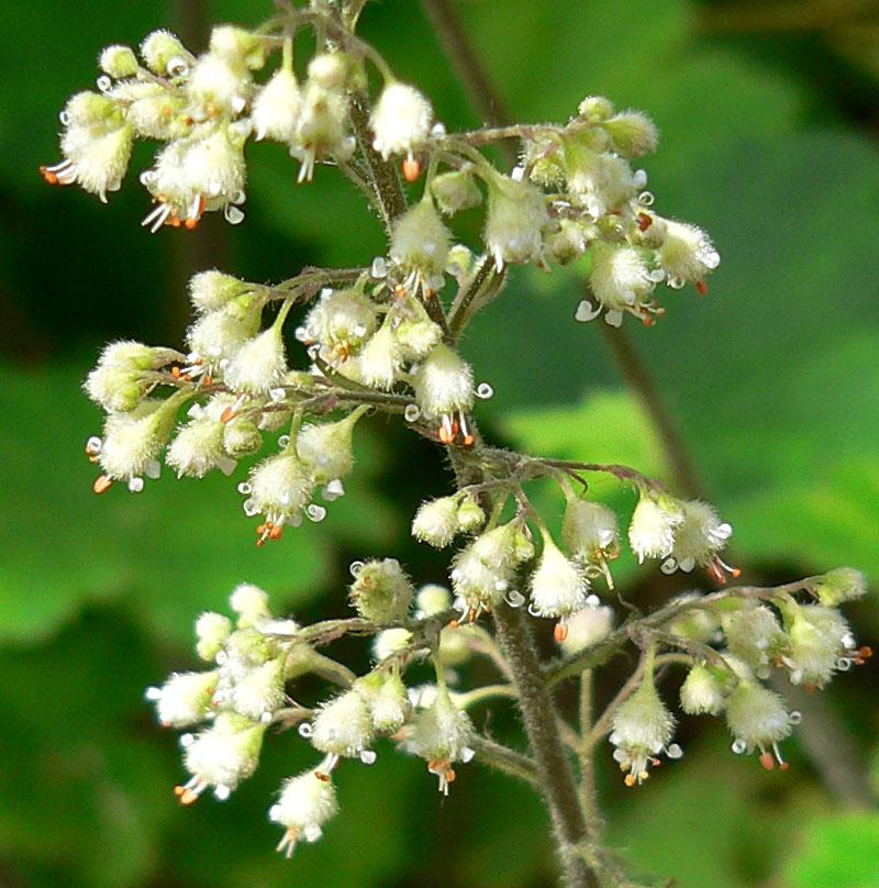 How to Prune Jill of the rocks: Complete Pruning Guide | ForwardPlant