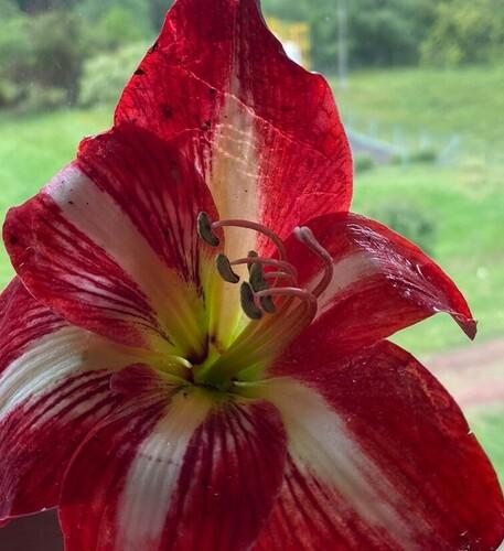Amaryllis (Hippeastrum) (Hippeastrum) Care Guide: Pests, Diseases ...
